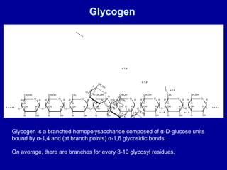 GLYCOGEN biochemistry first year mbbs .ppt