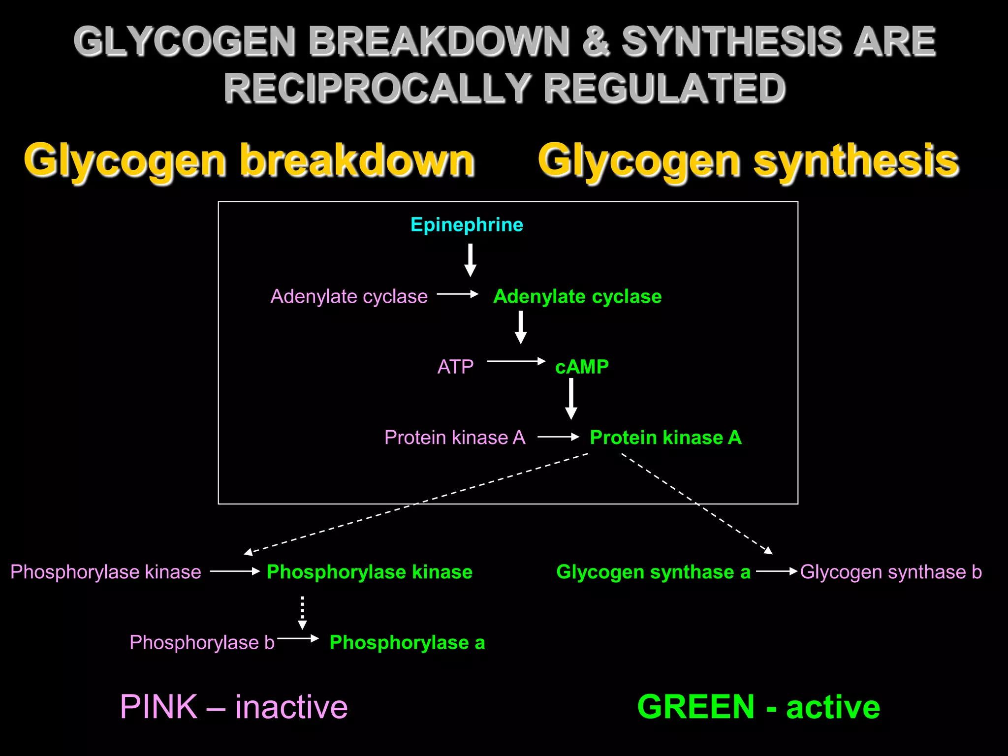 Glycogen metabolism | PPT