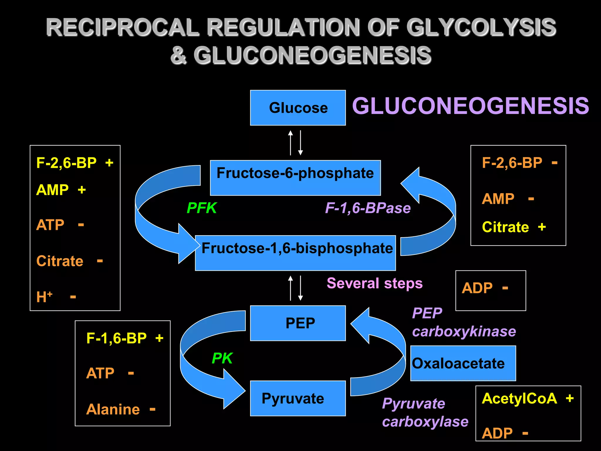 Glycogen metabolism | PDF