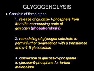 Glycogen metabolism | PPT