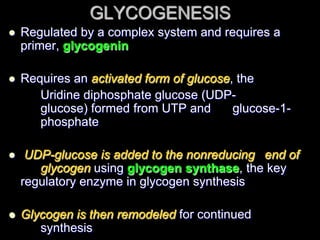 Glycogen metabolism | PPT