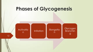 A Quick Review of Glycogen Chemistry and Glycogenesis | PPT