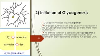 A Quick Review of Glycogen Chemistry and Glycogenesis | PPT