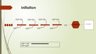 A Quick Review of Glycogen Chemistry and Glycogenesis | PPT