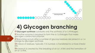 A Quick Review of Glycogen Chemistry and Glycogenesis | PPT