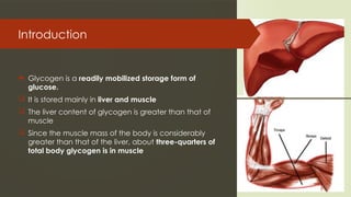 A Quick Review of Glycogen Chemistry and Glycogenesis | PPTX