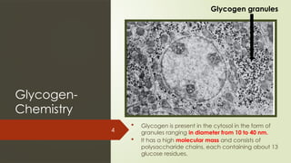 A Quick Review of Glycogen Chemistry and Glycogenesis | PPT