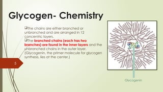 A Quick Review of Glycogen Chemistry and Glycogenesis | PPT