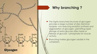 A Quick Review of Glycogen Chemistry and Glycogenesis | PPT