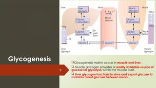 A Quick Review of Glycogen Chemistry and Glycogenesis | PPT | Free Download