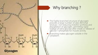 Glycogen metabolism- revision | PPTX