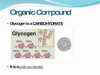 Glycogen 2003 | PPT | Endocrine and Metabolic Diseases | Diseases and ...
