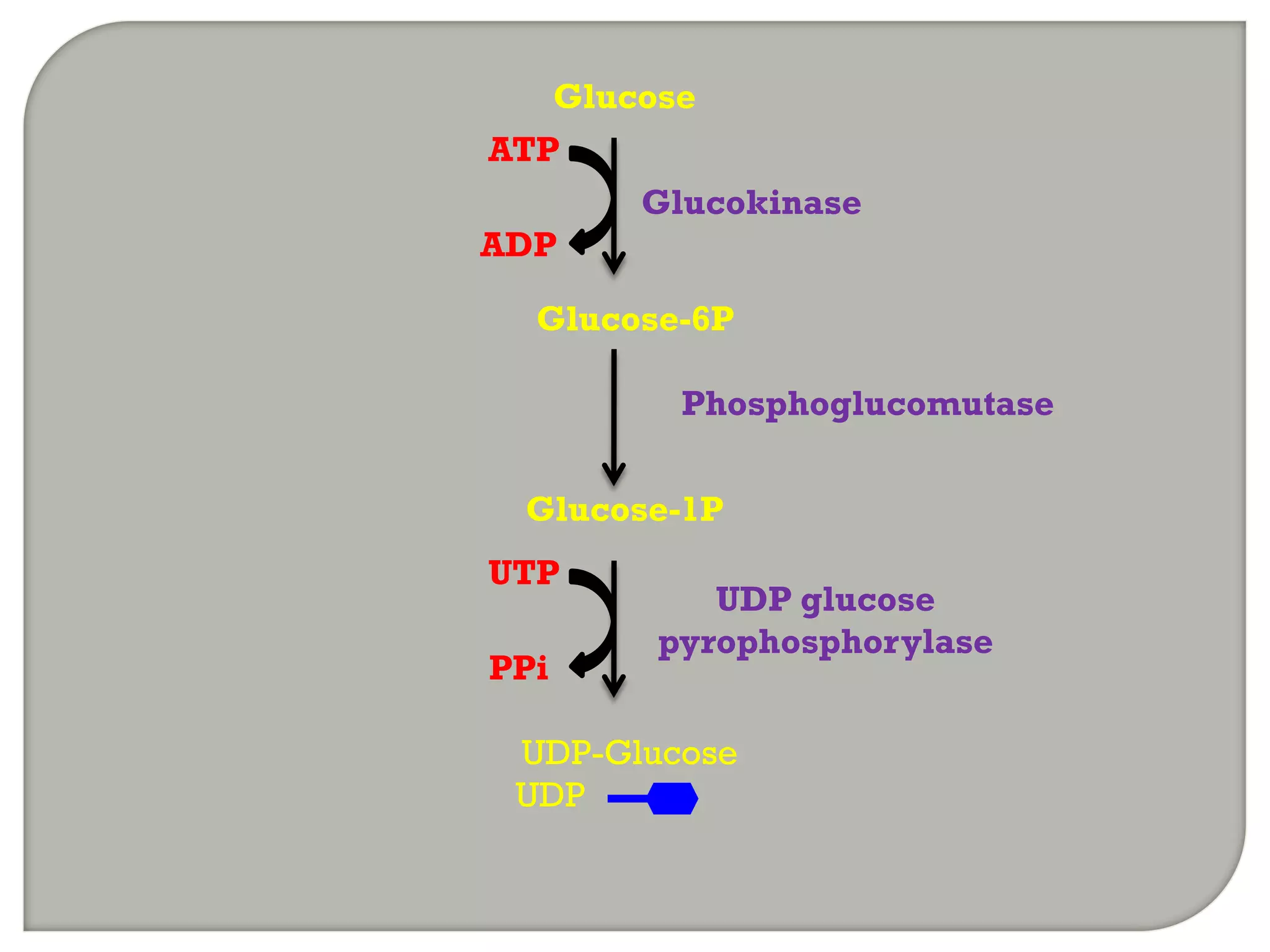 Glycogenesis | PDF