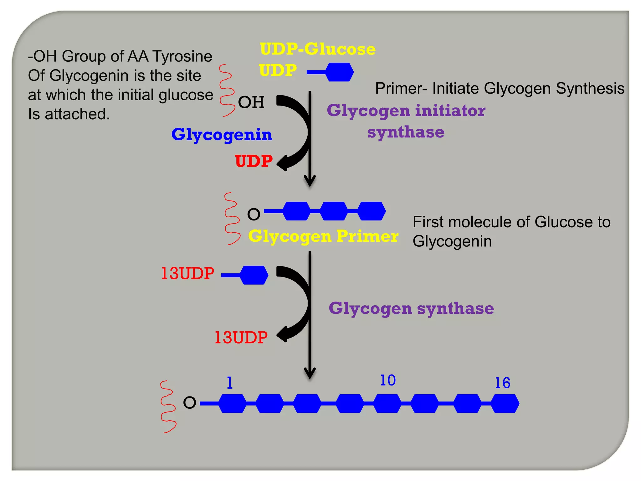 Glycogenesis | PDF