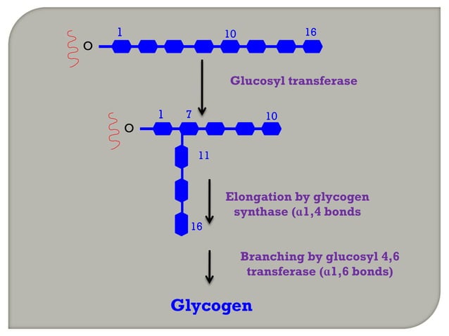 Glycogenesis | PDF | Chemistry | Science