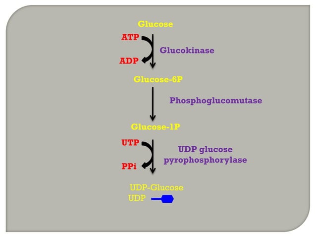 Glycogenesis | PDF | Chemistry | Science