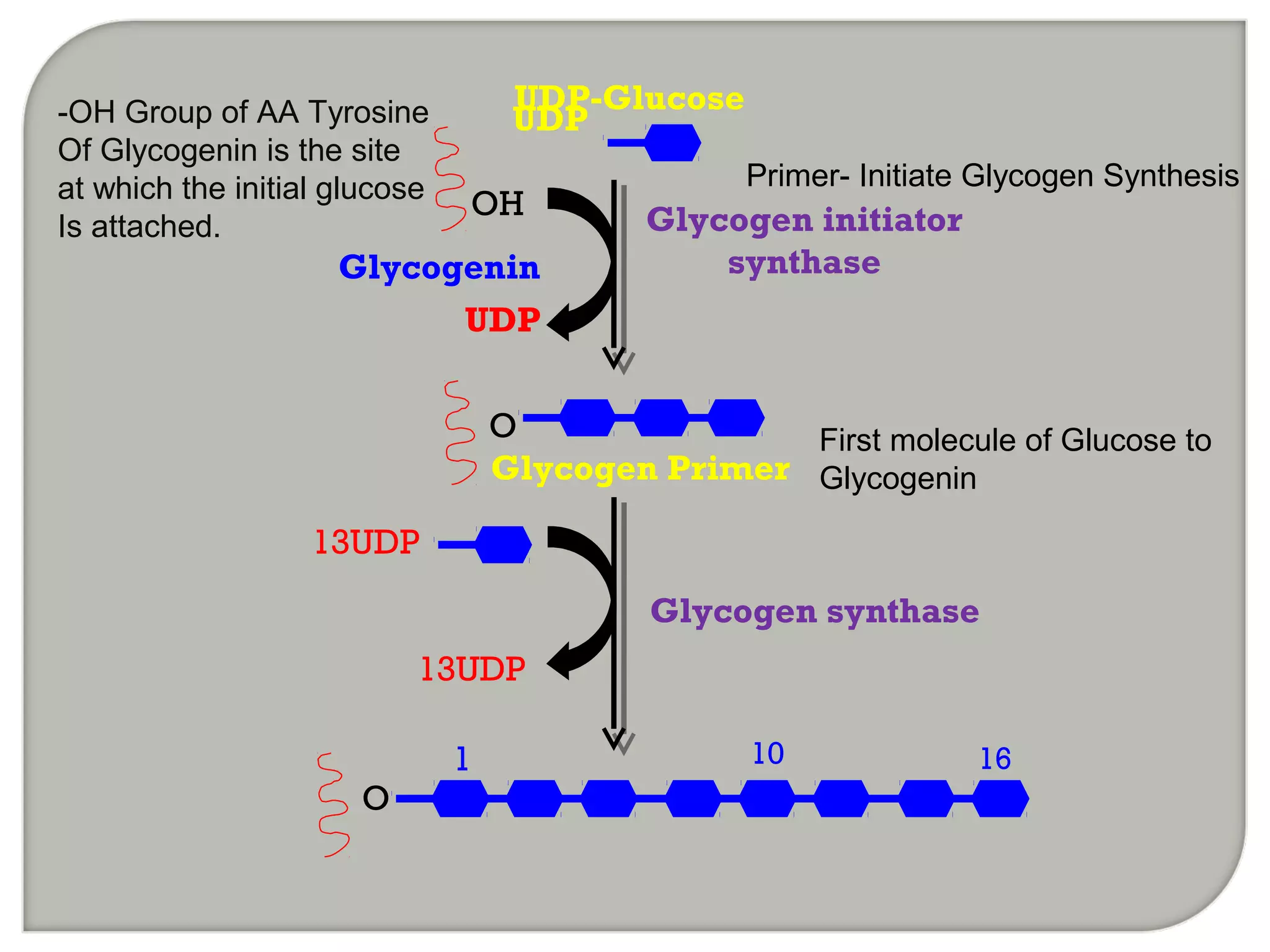 Glycogenesis | PPT