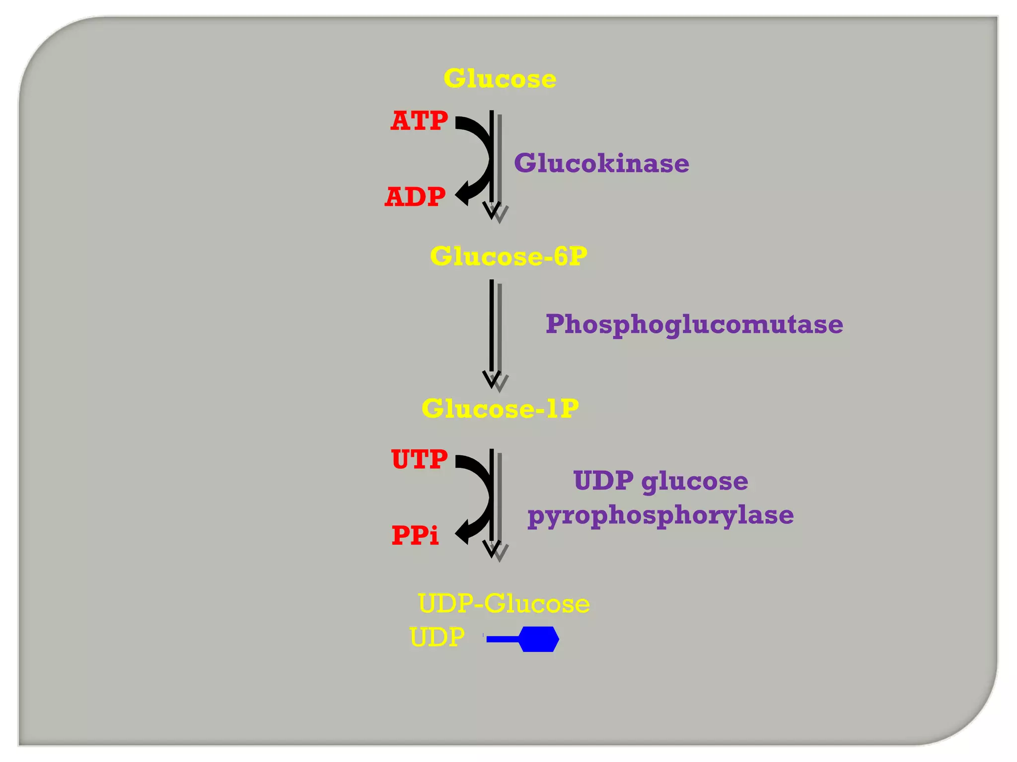 Glycogenesis | PPT