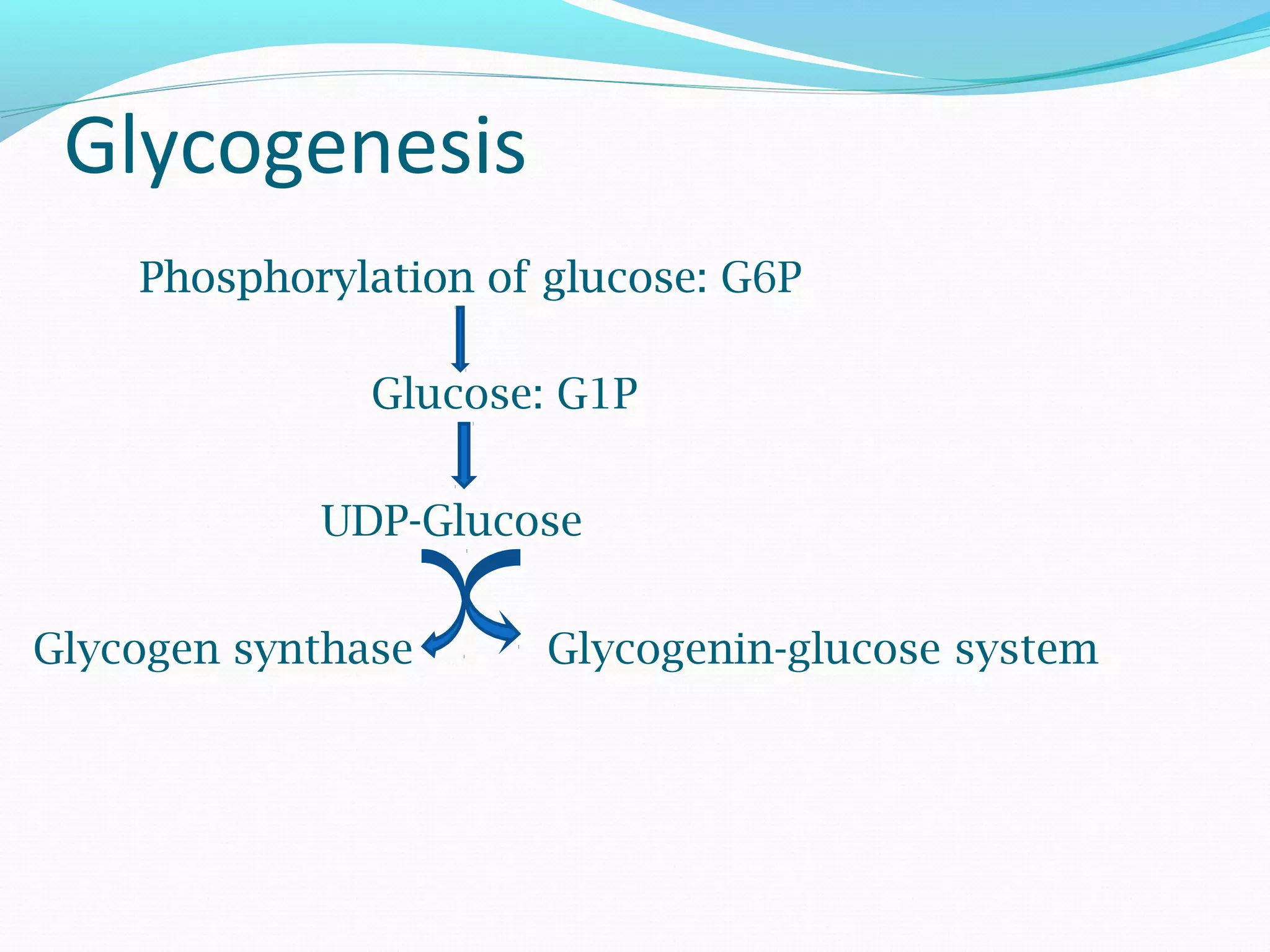 Glycogenesis ---Sir Khalid (Biochem) | PPT