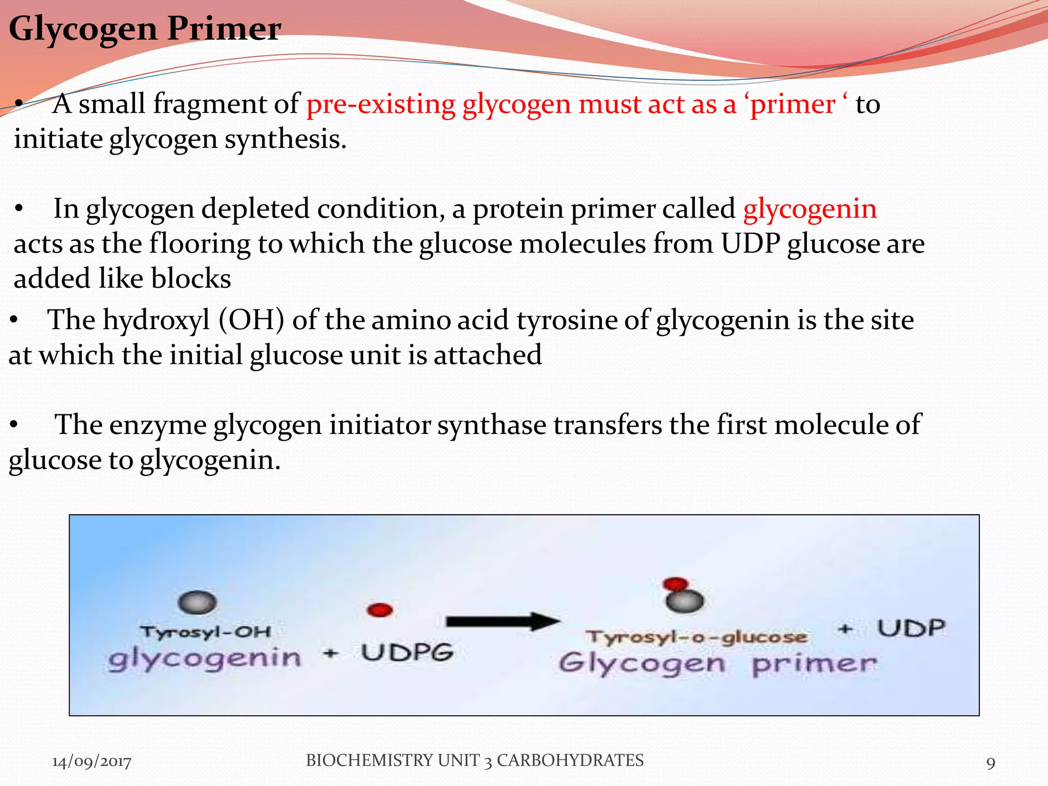 Glycogenesis | PPTX