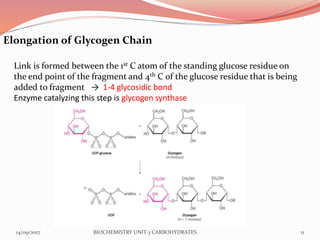 Glycogenesis | PPTX