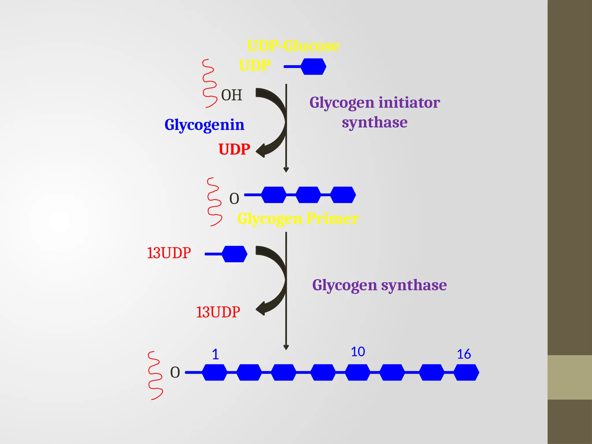 Metabolism of glycogen(glycogenesis).pptx