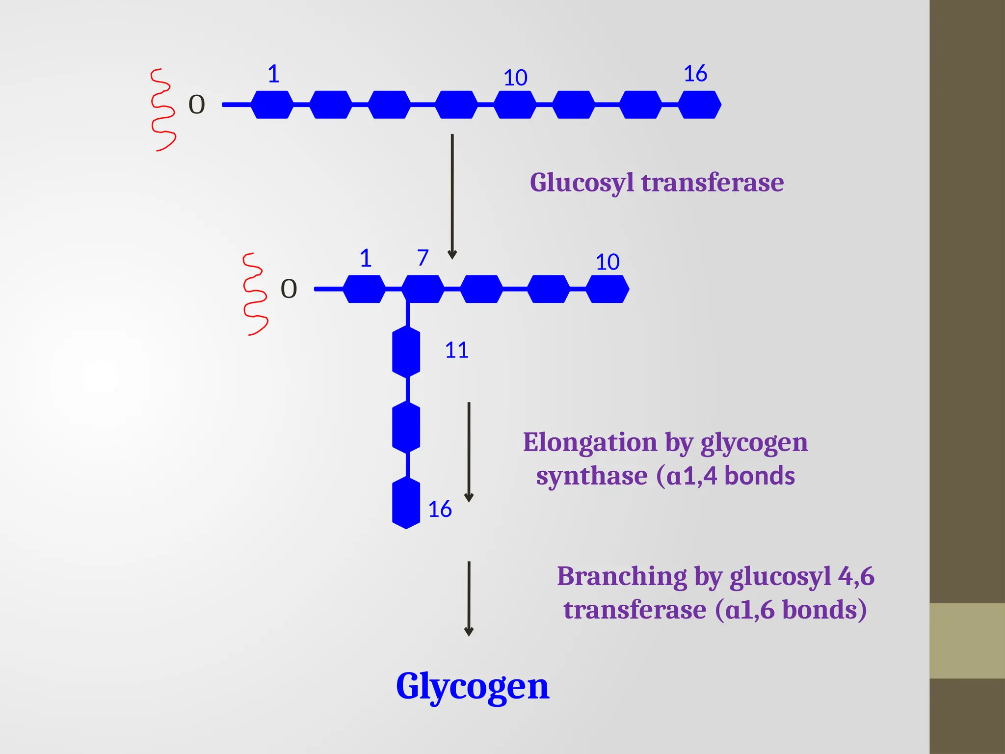 Metabolism of glycogen(glycogenesis).pptx