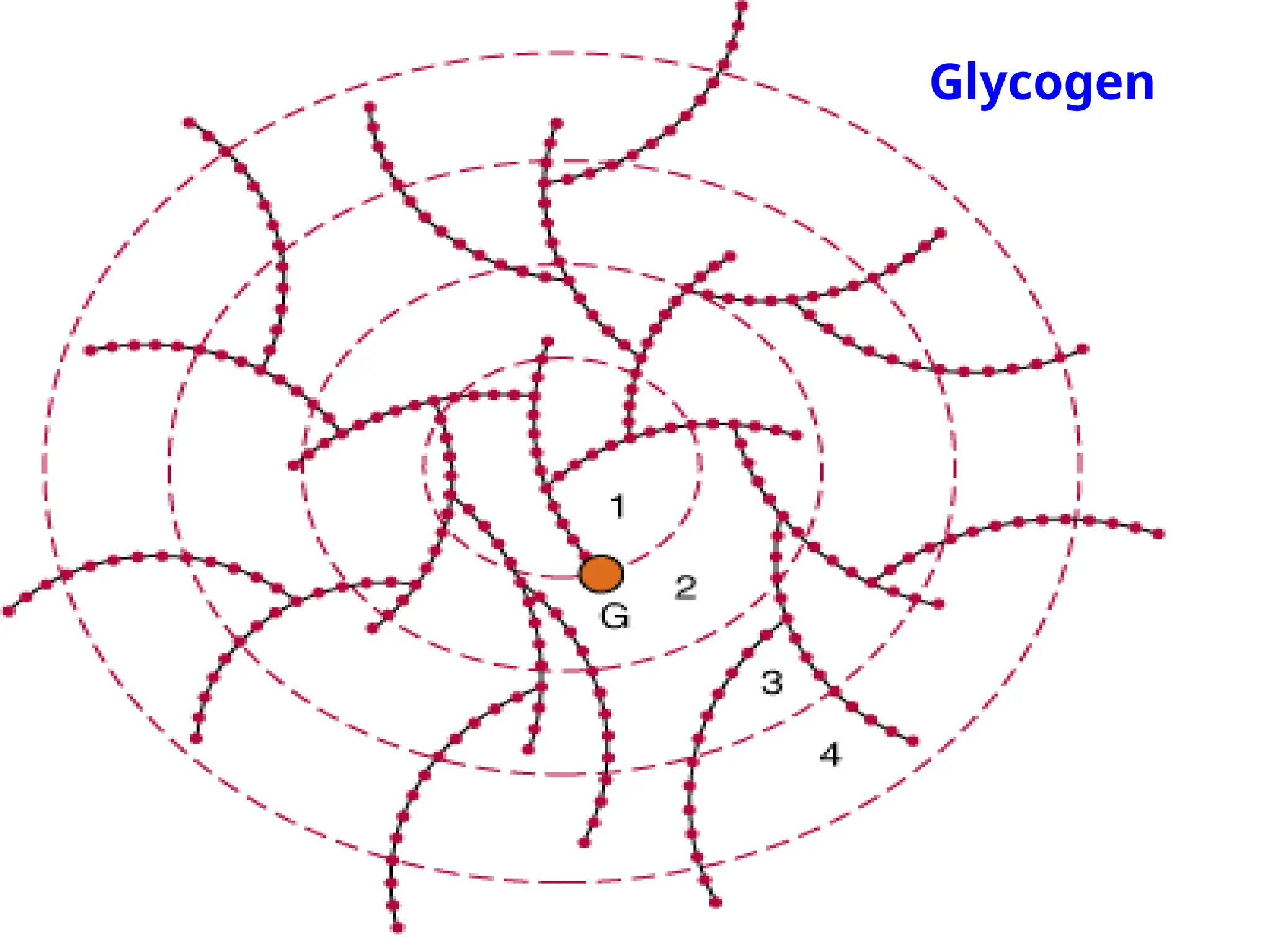 Metabolism of glycogen(glycogenesis).pptx