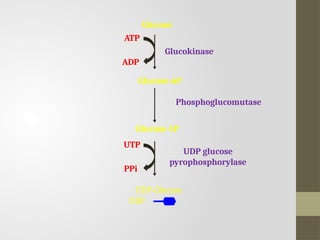 Metabolism of glycogen(glycogenesis).pptx