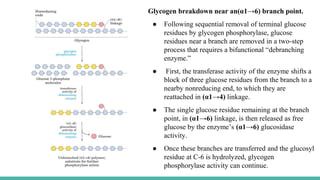Glycogenesis and glycogenolysis pathways | PPTX