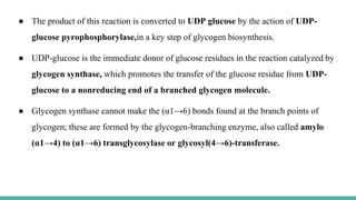 Glycogenesis and glycogenolysis pathways | PPTX
