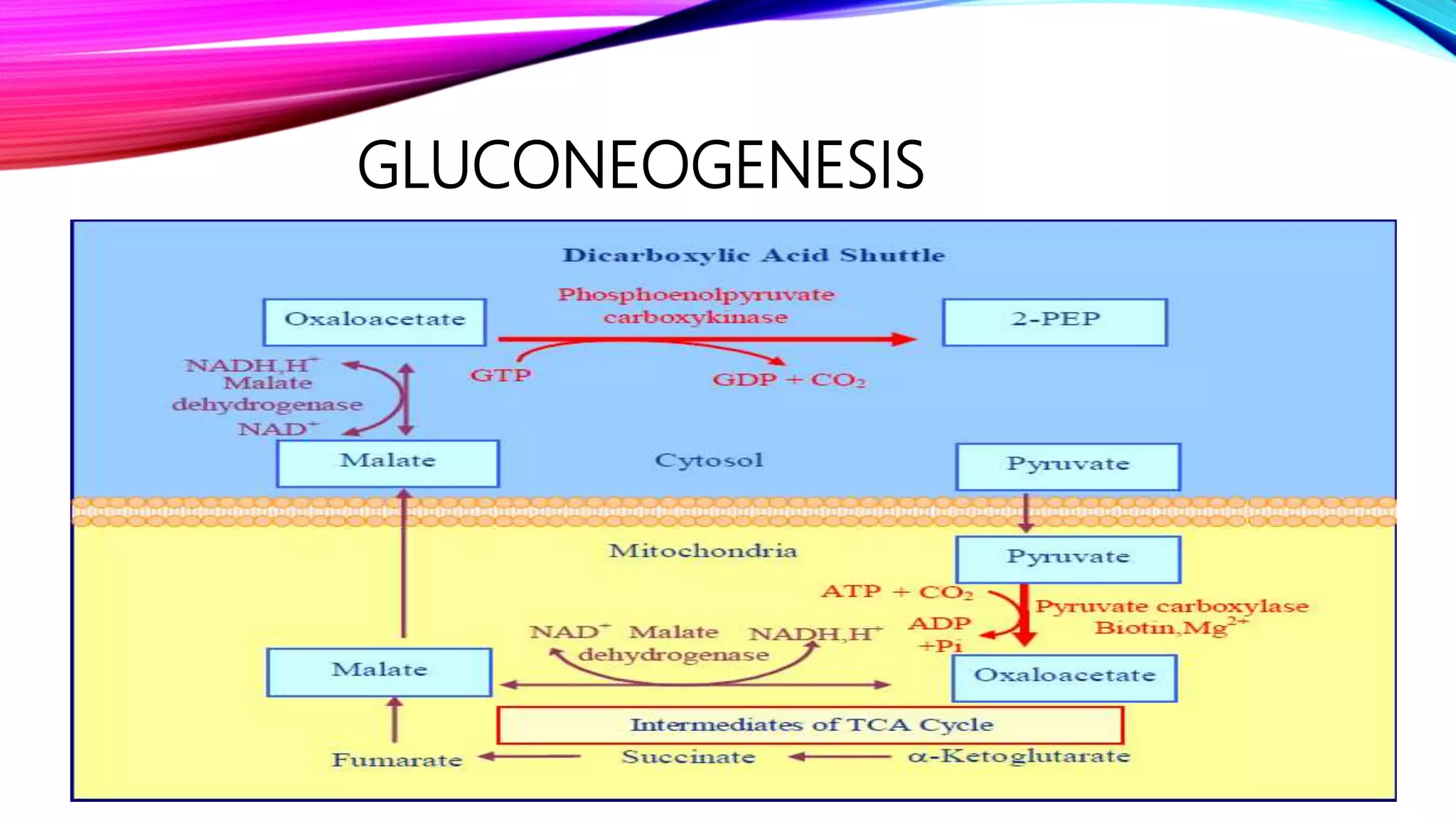 Glycogen & gluconeogenesis 2020 | PPT