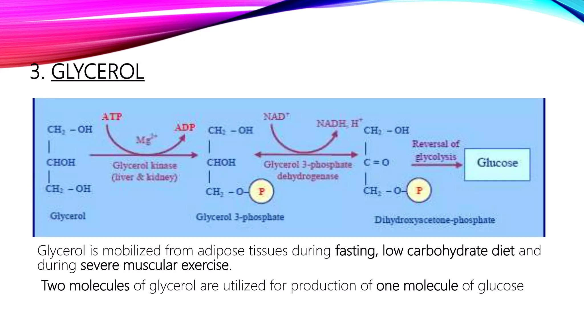 Glycogen & gluconeogenesis 2020 | PPT