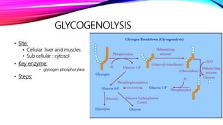 Glycogen & gluconeogenesis 2020 | PPTX