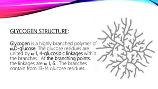 Glycogen & gluconeogenesis 2020 | PPT