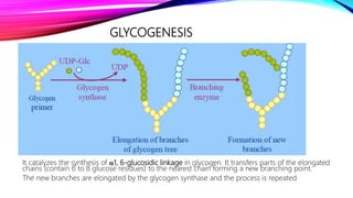 Glycogen & gluconeogenesis 2020 | PPT