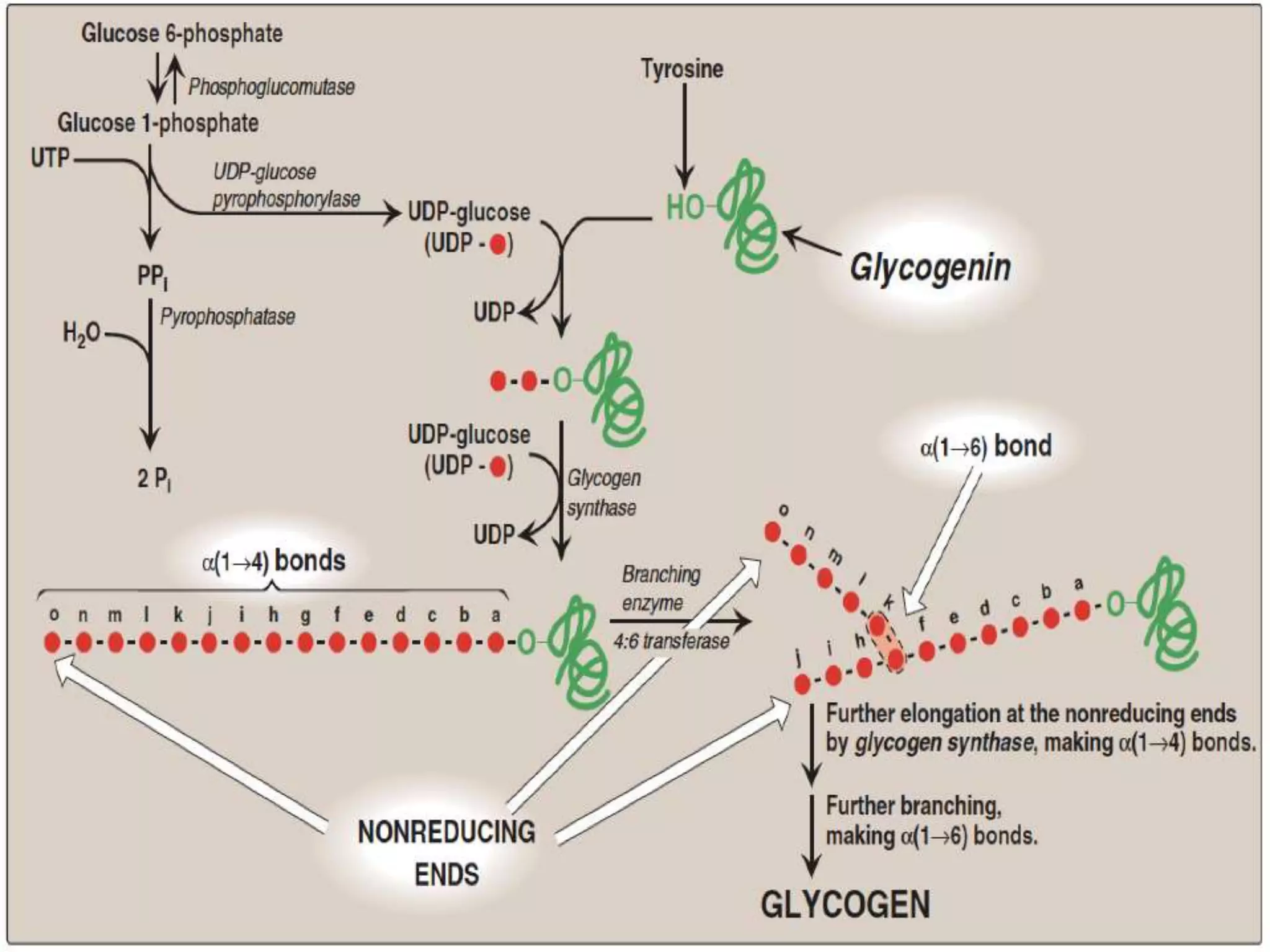 Glycogen ( Glycogenesis) | PPTX