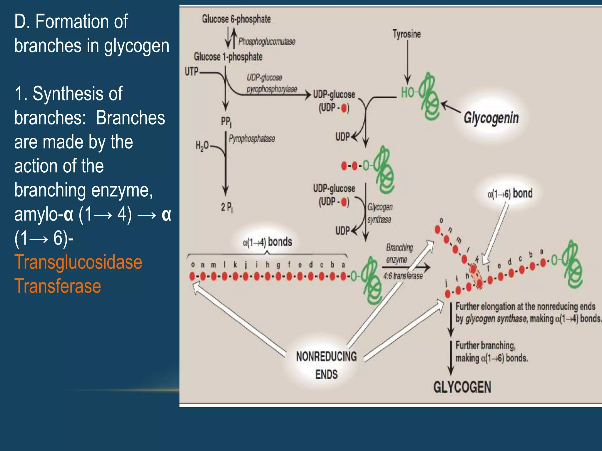Glycogen ( Glycogenesis) | PPTX