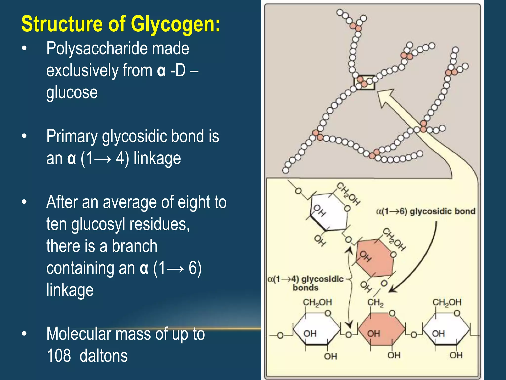 Glycogen ( Glycogenesis) | PPTX
