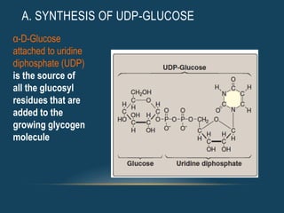 Glycogen ( Glycogenesis) | PPTX