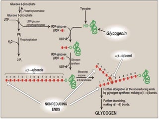Glycogen ( Glycogenesis) | PPTX