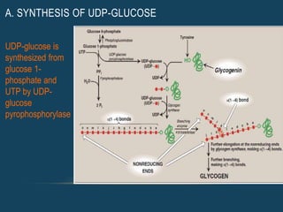 Glycogen ( Glycogenesis) | PPTX