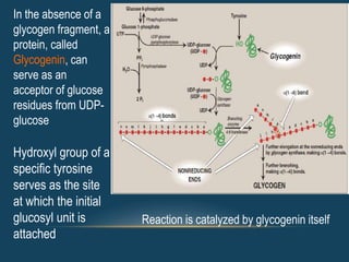 Glycogen ( Glycogenesis) | PPTX