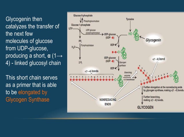 Glycogen ( Glycogenesis) | PPTX
