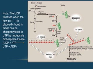 Glycogen ( Glycogenesis) | PPTX