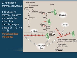 Glycogen ( Glycogenesis) | PPTX