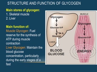 Glycogen ( Glycogenesis) | PPTX