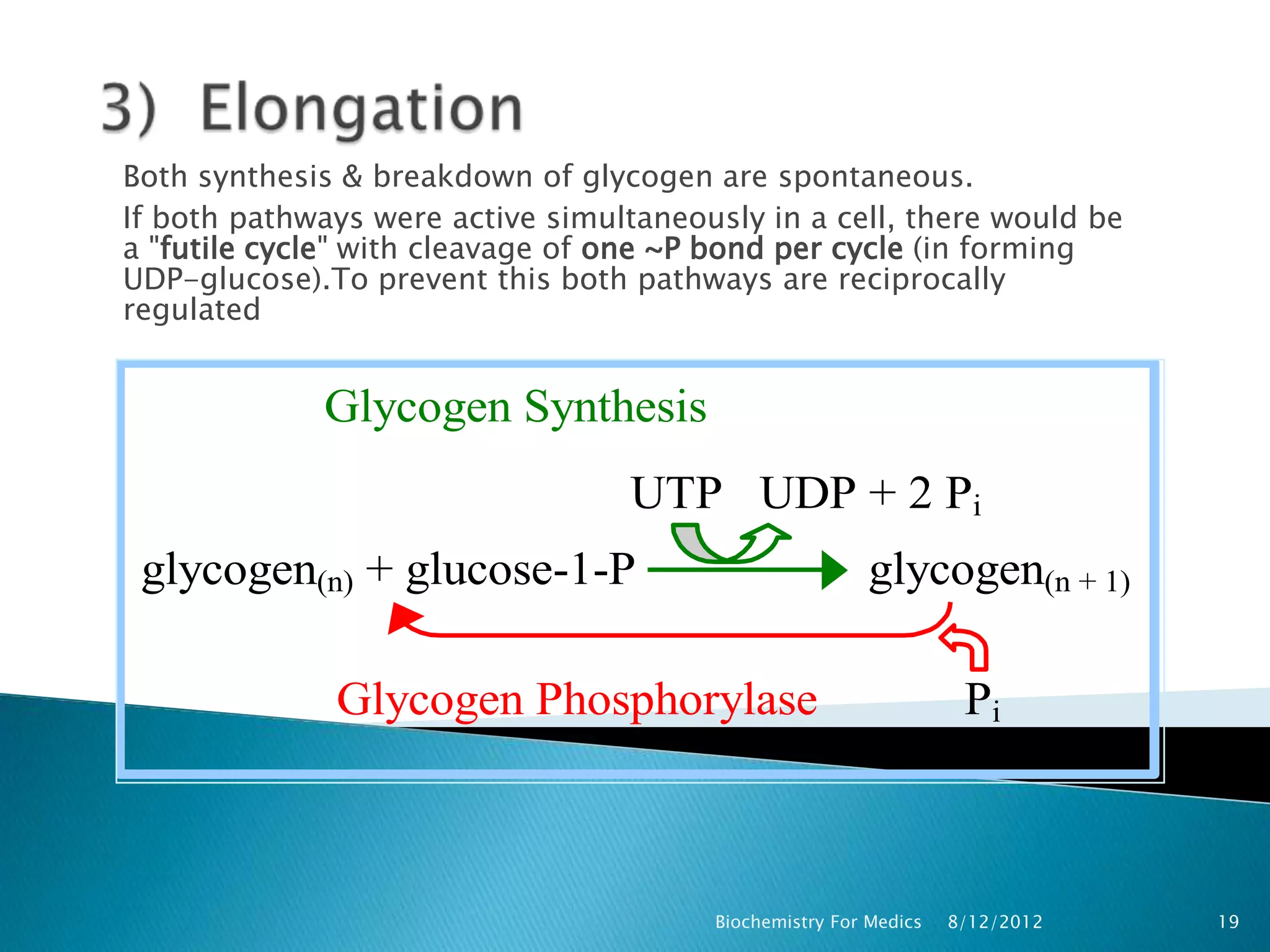 Glycogen metabolism | PPTX