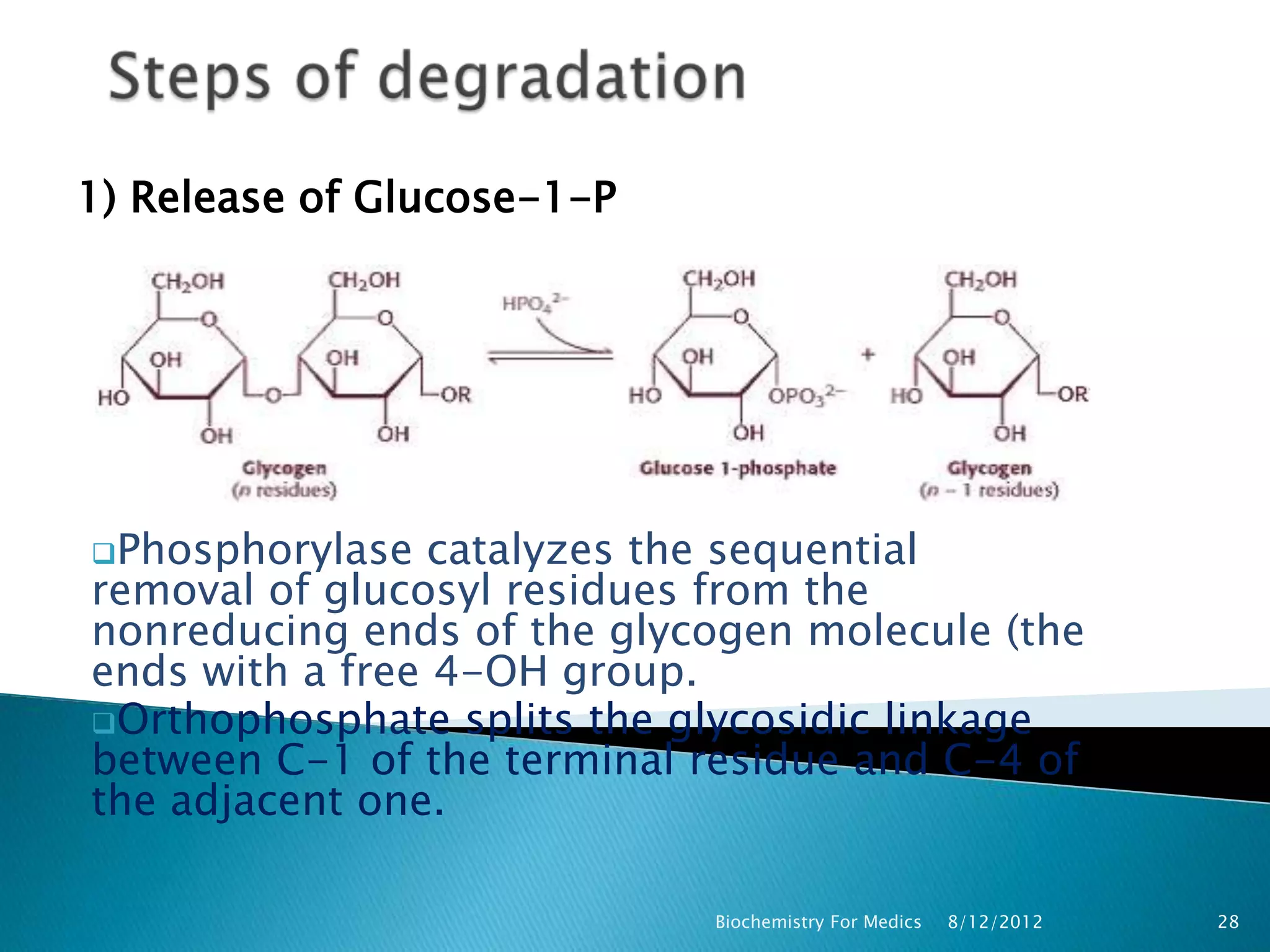 Glycogen metabolism | PPTX