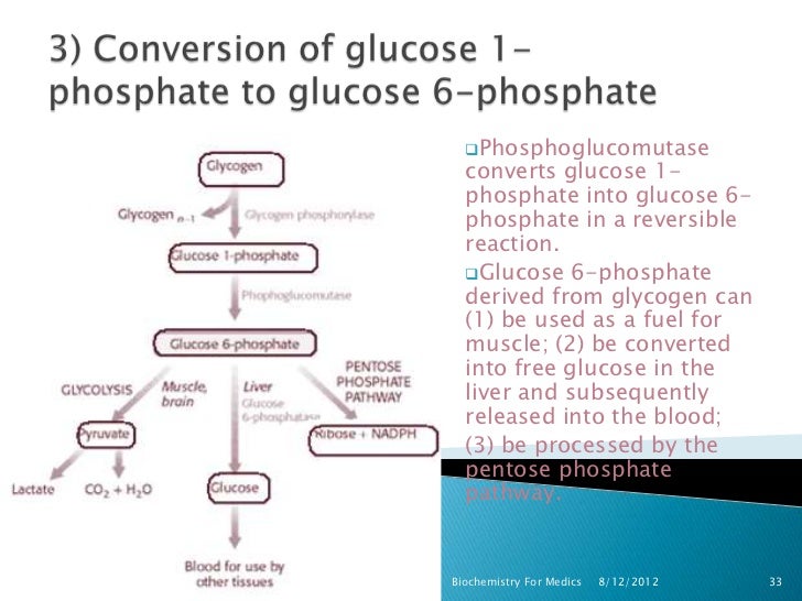 Glycogen metabolism